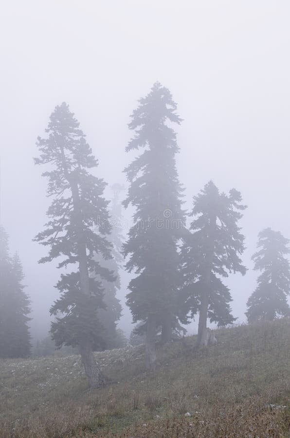 Forest on the Horizon in the Fog Stock Photo - Image of landscape, cold ...