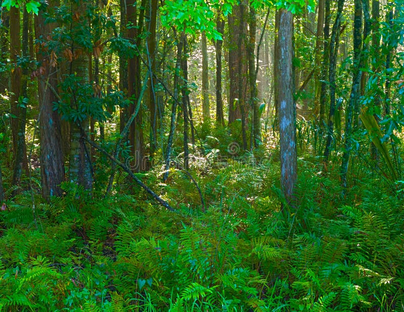 Forest horizontal HDR 1 stock photo. Image of ferns, ecology - 14632874