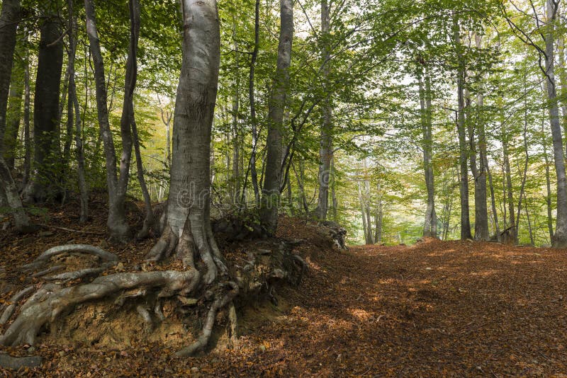 Forest stock image. Image of nature, footpath, leaf, rural - 48071039