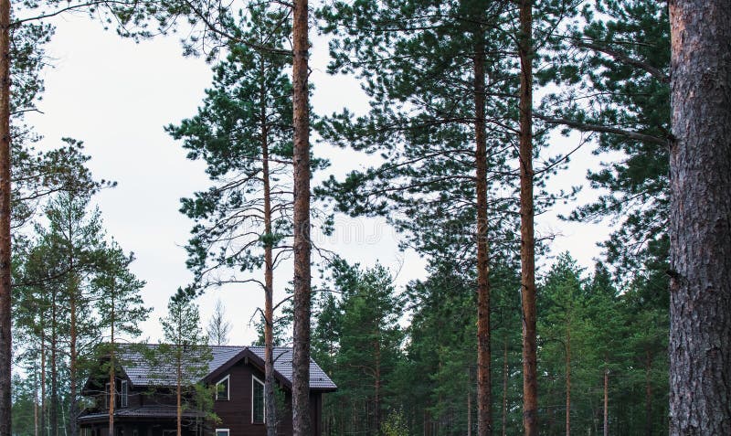 Forest House among the Trees Stock Photo - Image of garden, picturesque ...