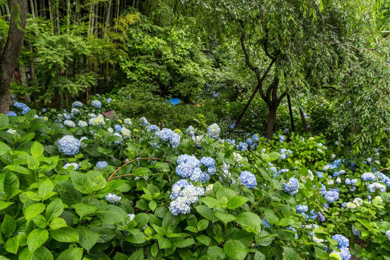 A forest of Hydrangea stock image. Image of bloom, bush - 73179789