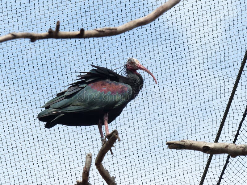 Forest Ibis on a Branch in Front of a Mesh Fence in the Background ...