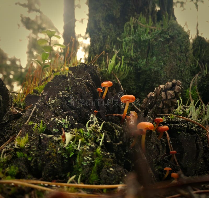 Forest image. Macro stock image. Image of garden, macro - 196604639