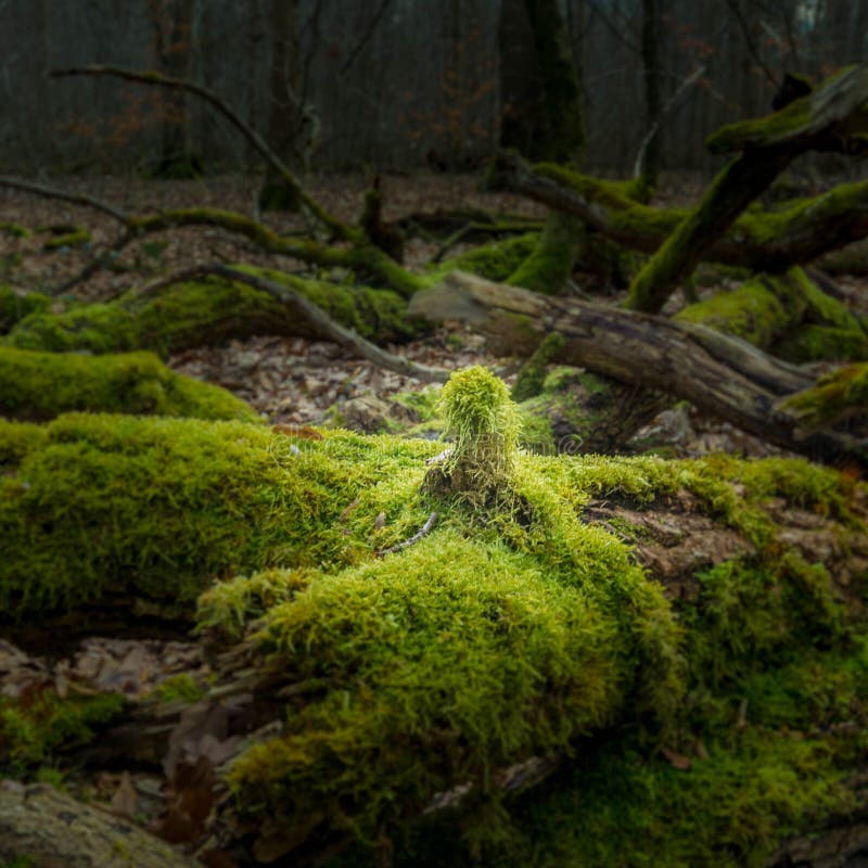 Forest Impressions - Lightspot on Lichen Stock Photo - Image of ...