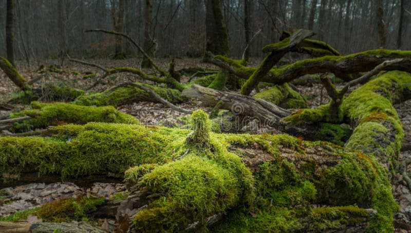 Forest Impressions - Old Trees Down on Earth Stock Photo - Image of ...