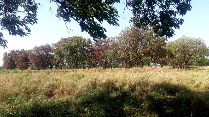 Forest India Beautiful Leaves Tree Plant Red Green Grass Stock Photo ...