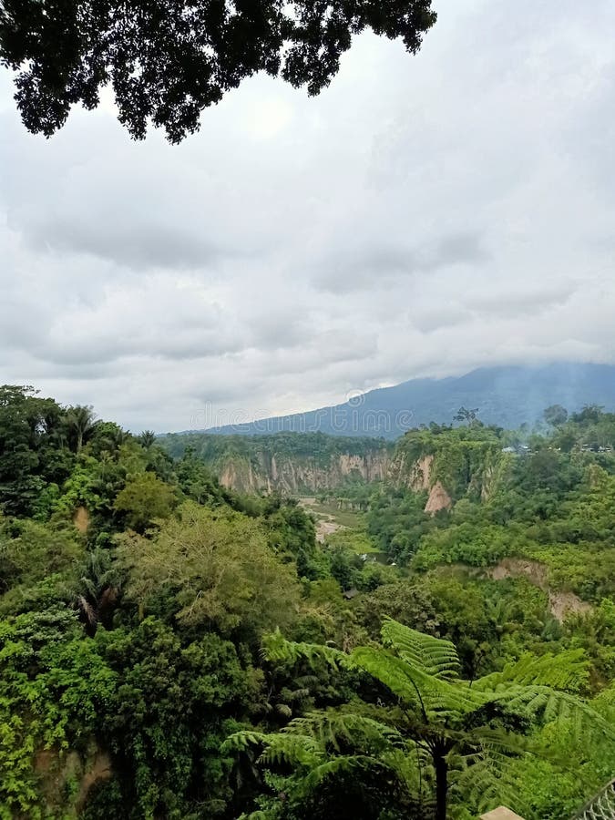 Forest Indonesia nature stock photo. Image of plantation - 185743884