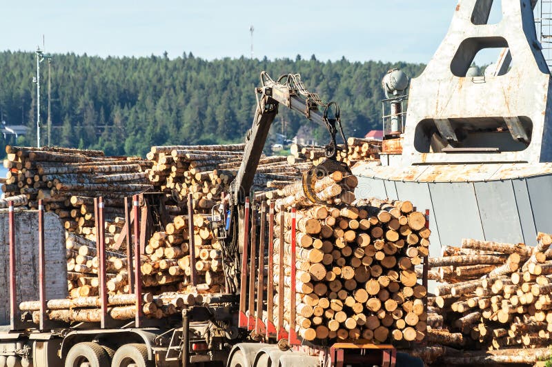 Forest Industry. Operations for Loading-unloading Logging Truck Stock ...