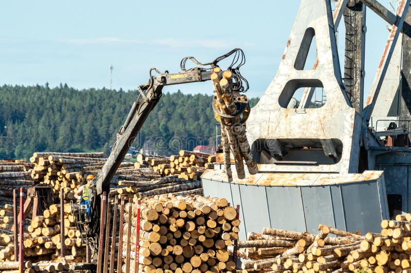 Forest Industry. Operations for Loading-unloading Logging Truck Stock ...