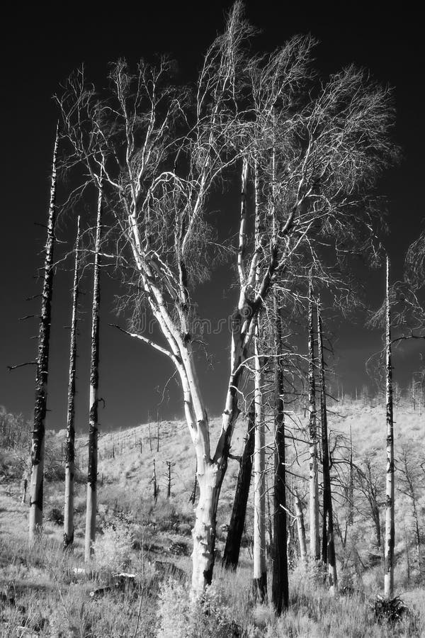 Forest Infrared 2 stock image. Image of wilderness, glow - 2121005