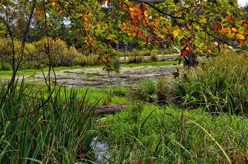 Forest inlet stock photo. Image of blue, cattails, inlet - 44926132