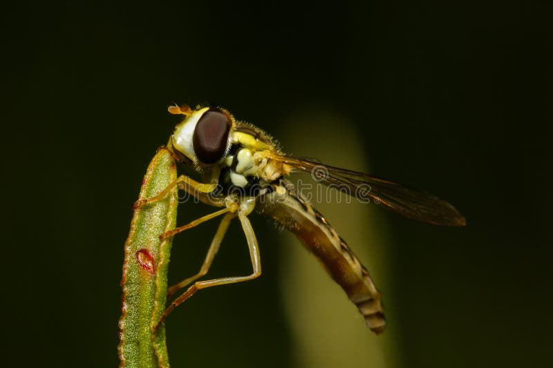 Forest Insect, Forest Bee, Macro Stock Photo - Image of insect, pollen ...