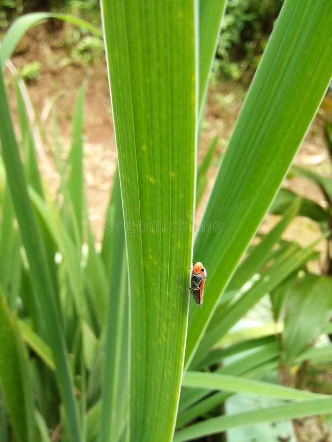 Forest insects stock image. Image of leaf, invertebrate - 207317195