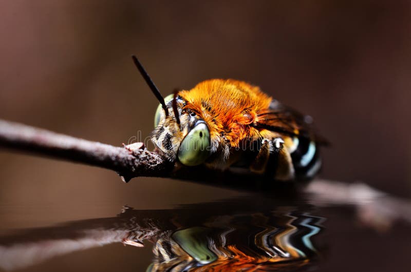 Forest Insects stock photo. Image of leap, invertebrate - 57064386