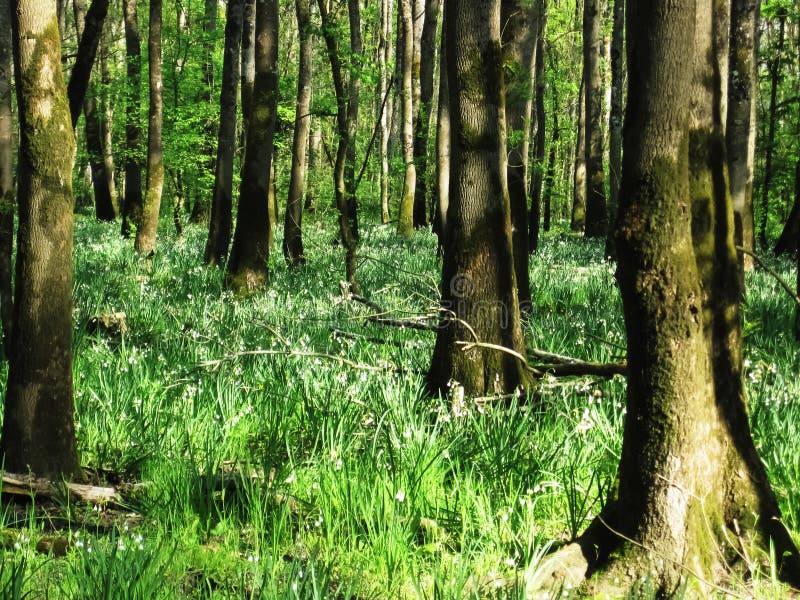 Forest from inside stock photo. Image of field, lonjsko - 101574278