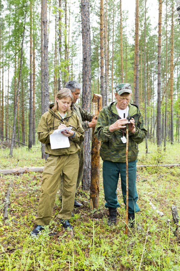 Forest Inspectors Work in the Forest. Stock Photo - Image of direction ...