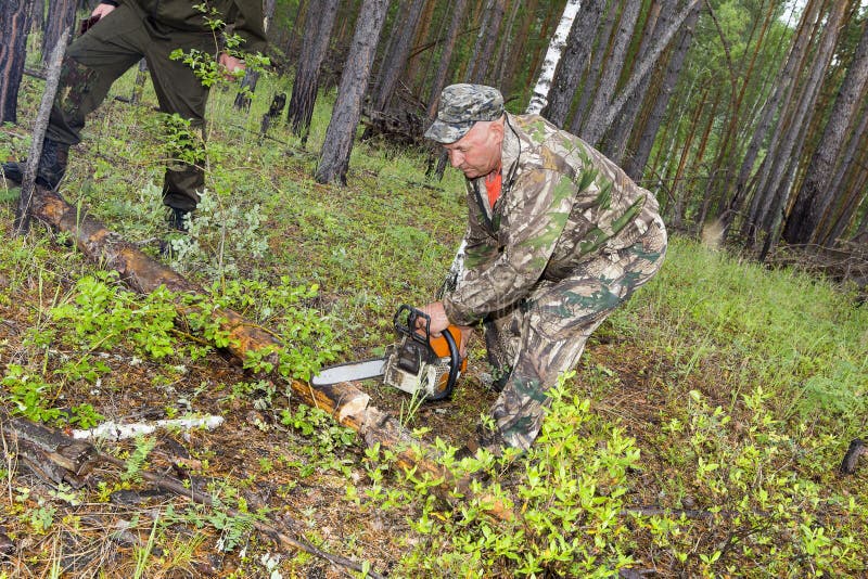 Forest Inspectors Work in the Forest. Stock Image - Image of dead, tree ...