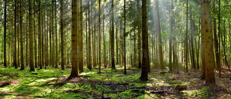 Forest interior stock photo. Image of isolated, country - 195249246