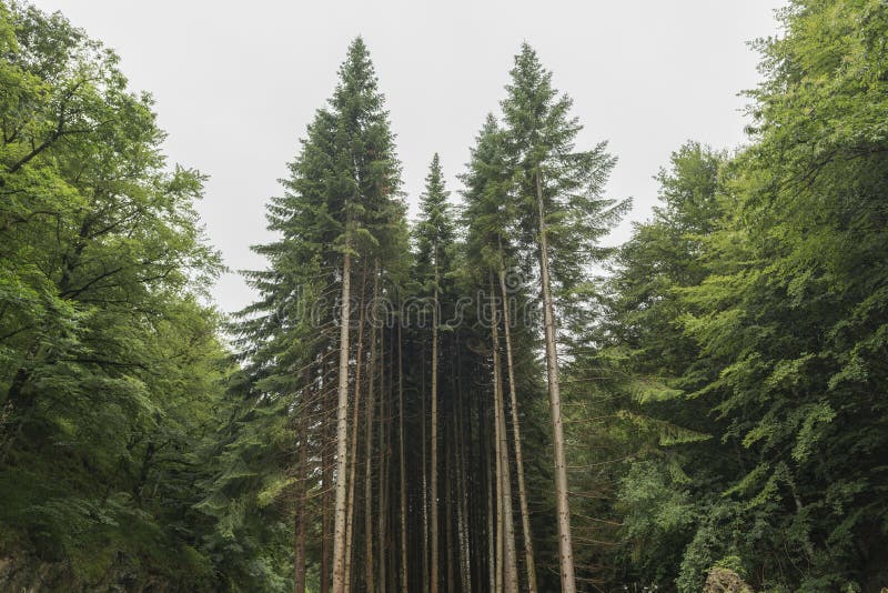 Forest in Irati stock image. Image of light, environment - 99838479