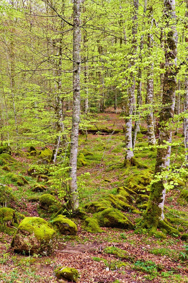 Forest in the Irati Jungle. Stock Photo - Image of outdoors, wilderness ...