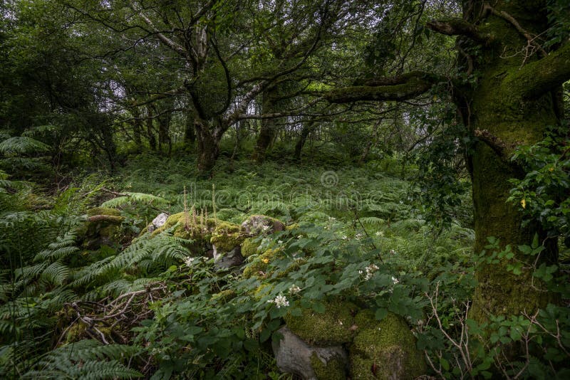 An Irish Forest with Ferns and Mosses Stock Image - Image of nature ...