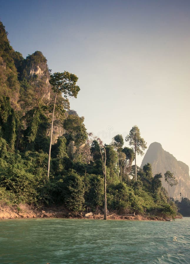 Forest in island. stock photo. Image of island, nature - 72127906