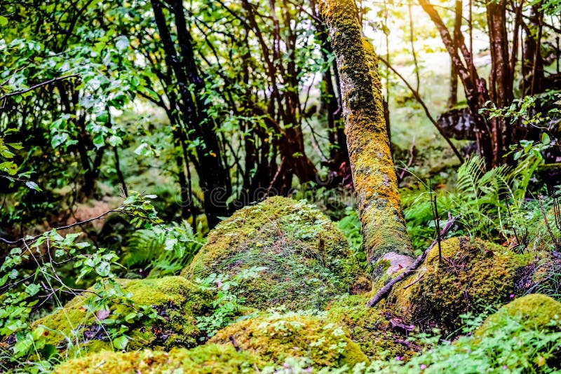 Rainforest Landscape in Norway Northern Stock Image - Image of norway ...
