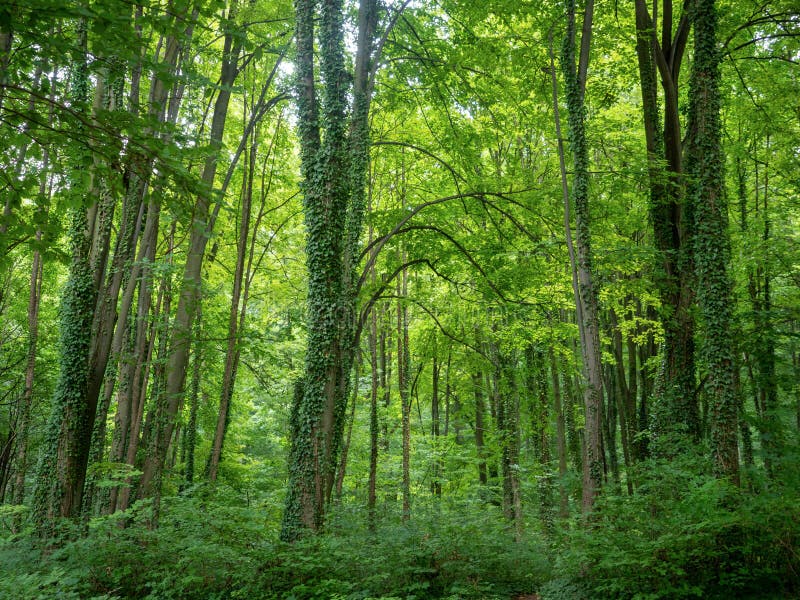 Forest with Ivy Covered Trees Stock Image - Image of color, landscape ...