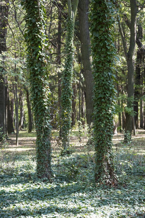 Forest and Ivy Trees in the Forest Stock Photo - Image of bush, covered ...