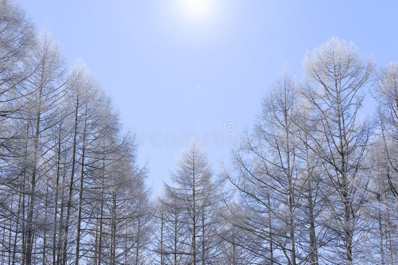 Forest of Japanese Larch in Winter Stock Image - Image of tree, scenery ...