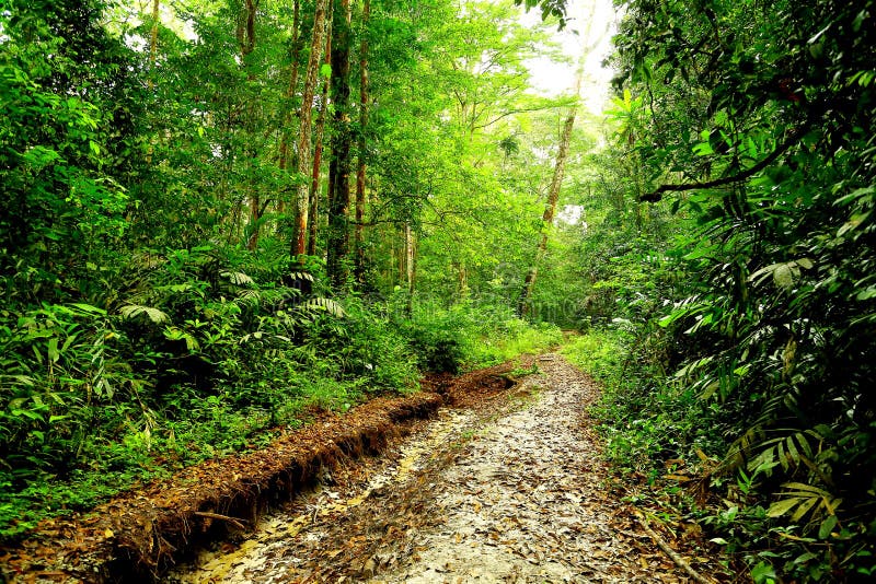 Forest Path stock image. Image of nature, forest, daylight - 64831485