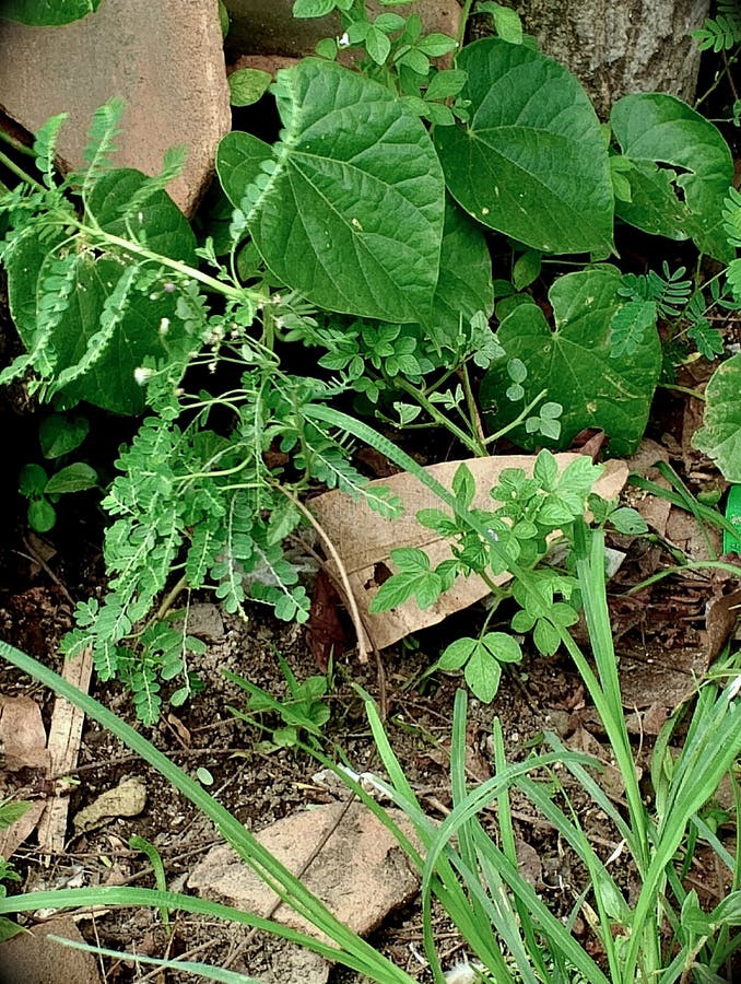 The plant in java stock photo. Image of biodiversity - 383062852