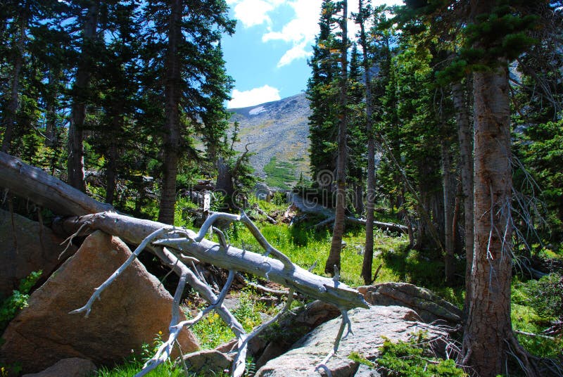 Forest Jumble stock image. Image of meadow, tall, rockslide - 10782811