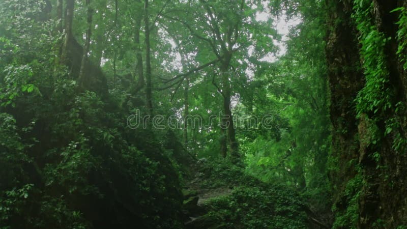 Forest Jungle Trees River Green Plants Amazon Rain Forest Amazonia ...
