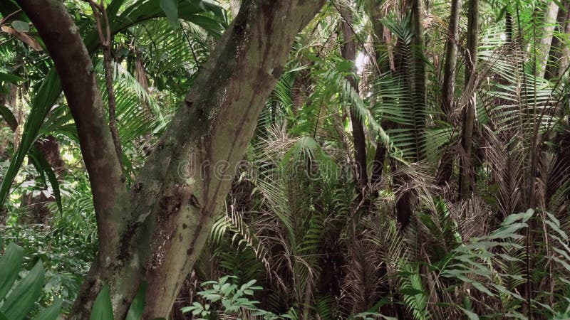 Forest Jungle Zoom stock video. Video of site, green - 78298799