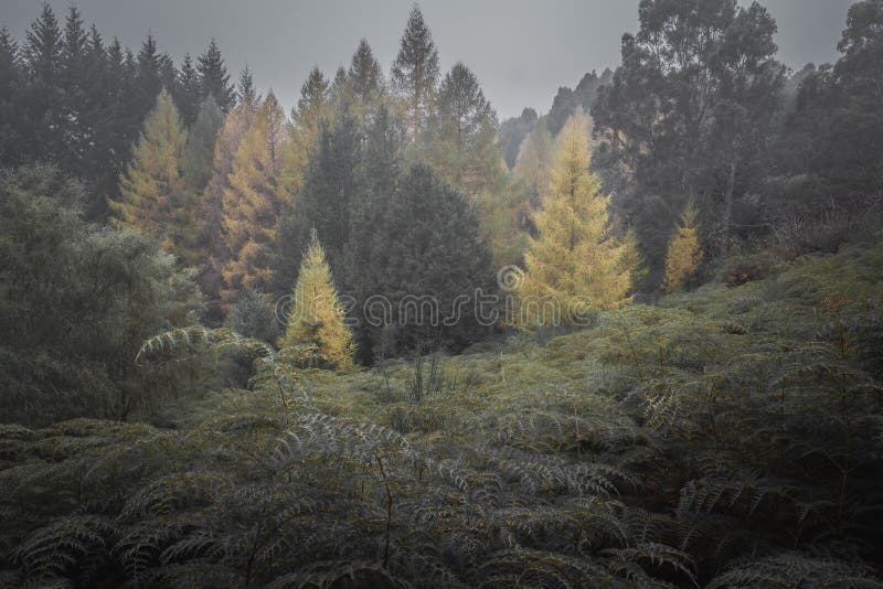 Forest kindom stock photo. Image of ridge, morning, woodland - 183041492