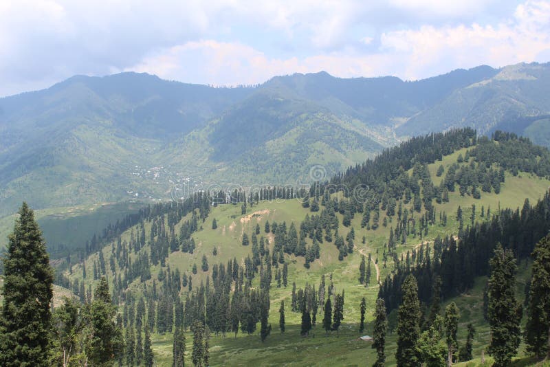 Forest, Kulgam, Jnk India, Trees, Stock Photo - Image of india, trees ...