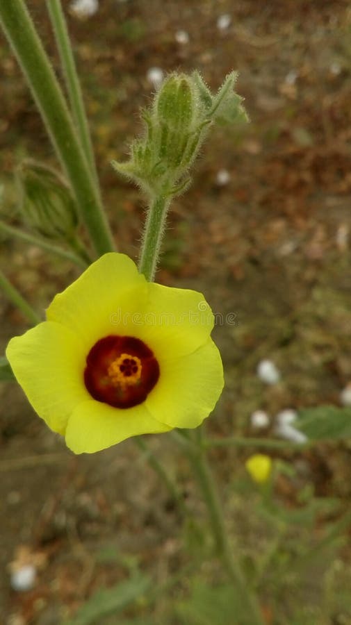 Forest Lady Fingar Most Beatiful Pic Stock Image - Image of fingar ...