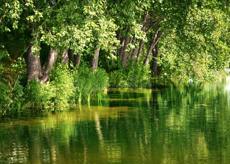 Forest lake stock photo. Image of idyllic, majestic, lake - 10716828
