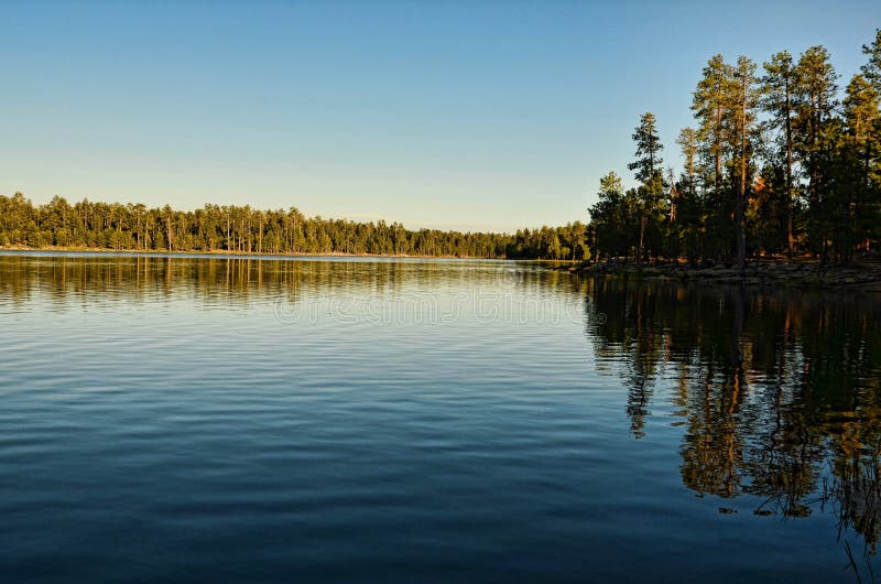 Forest Lake stock photo. Image of clean, blue, bush, pine - 20248486