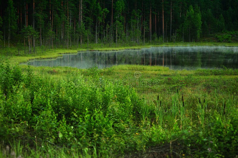 Forest lake stock photo. Image of background, branch - 20567142