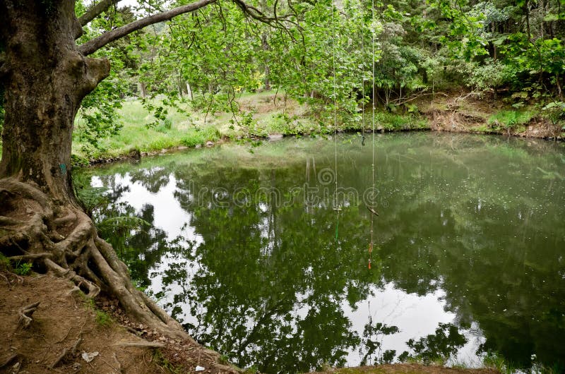 Forest Lake stock photo. Image of roots, rainforest, still - 23064814
