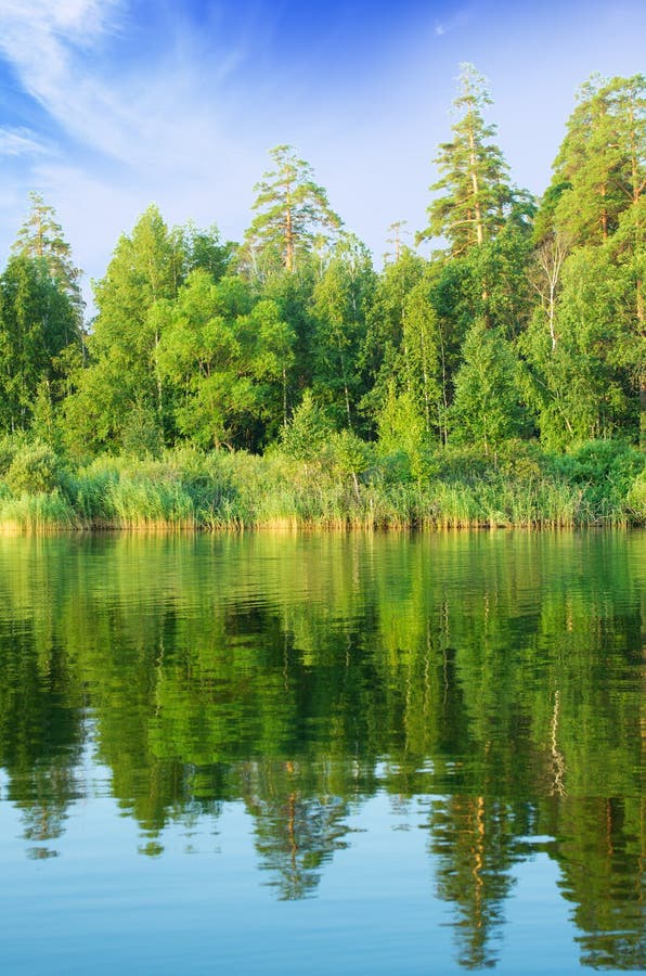 Forest lake stock image. Image of pond, calm, rural, nature - 26101151