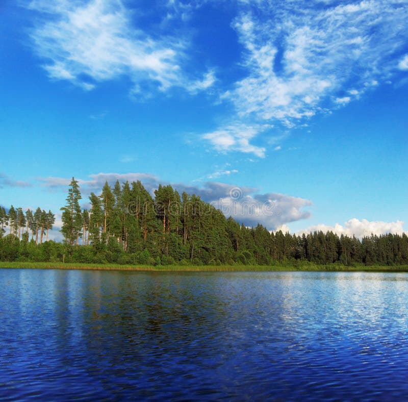 Forest lake stock photo. Image of midday, depth, cane - 3883088