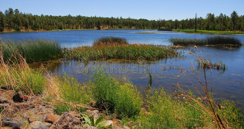 Forest Lake 7 stock photo. Image of mirror, hobby, dingy - 891190