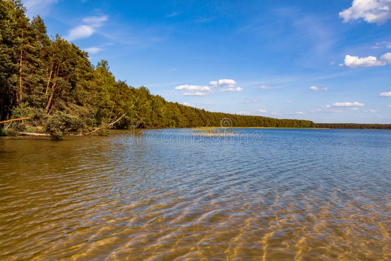 Forest Lake in Belarus stock photo. Image of green, nature - 121873242