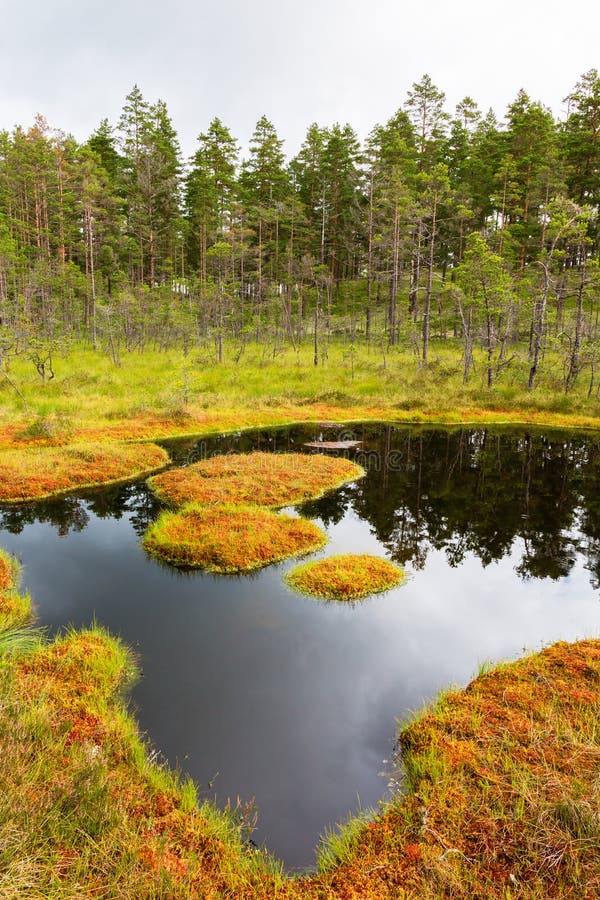 Forest lake on a bog stock photo. Image of plants, pine - 57622770