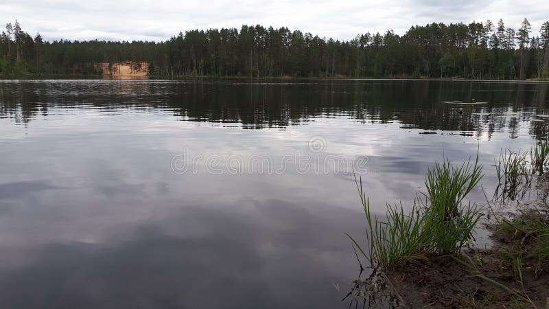 Forest Lake with Clean Water Stock Image - Image of nature, swamp ...