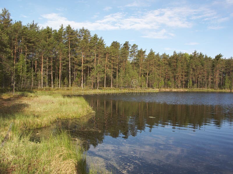 Lake and Forest stock image. Image of adventure, northern - 11818039
