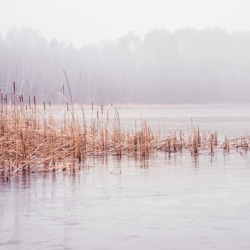 Forest Lake Covered with Thick Morning Mist Stock Photo - Image of ...